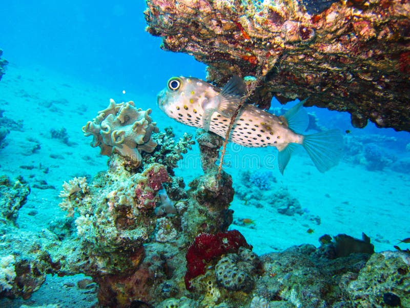 Puffer Fish in Red Sea, Egypt, Dahab Stock Image - Image of coral ...