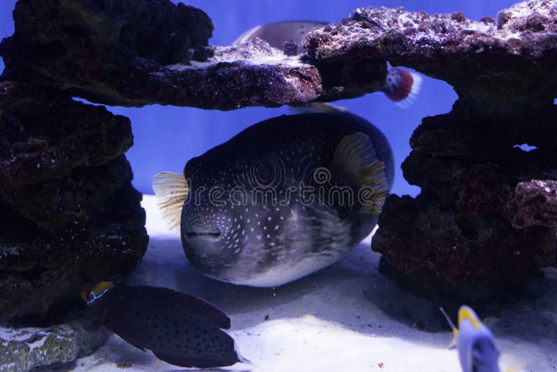 Puffer fish among stones stock photo. Image of shoal - 85338936