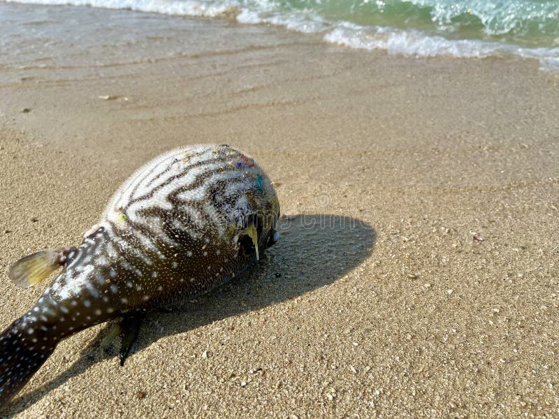 Puffer Fish Stranded on the Tropical Beach Stock Image - Image of life ...