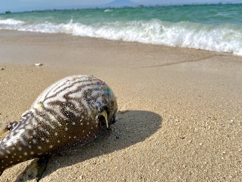 Puffer Fish Stranded on the Tropical Beach Stock Image - Image of death ...