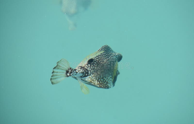 Puffer Fish Swimming Away Under the Water Stock Photo - Image of puffer ...