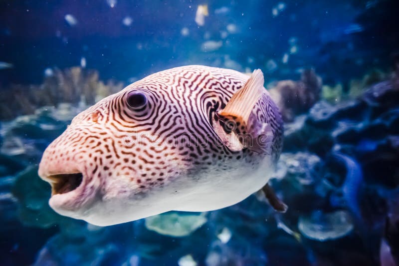 Puffer Fish in Tank stock photo. Image of marine, wildlife - 30441020