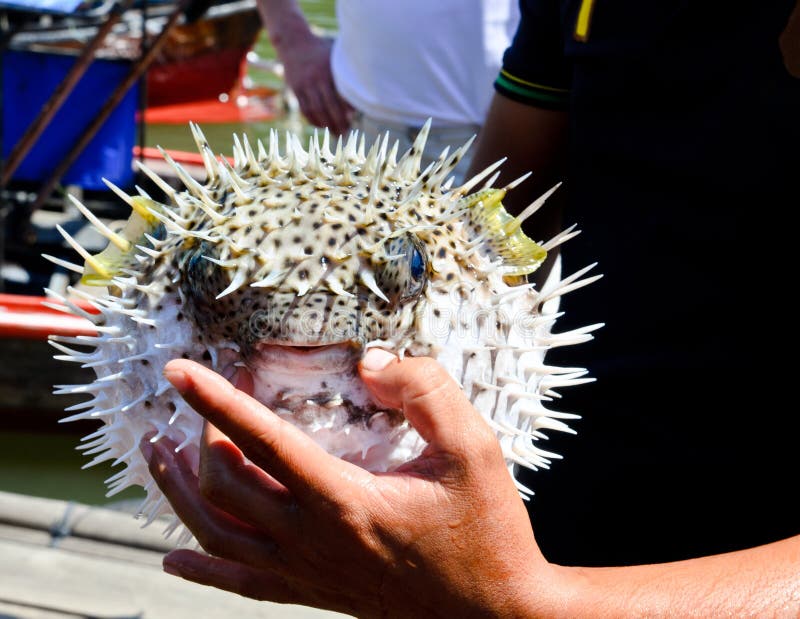 Puffer stock image. Image of ocean, danger, natural, prickly - 30694157