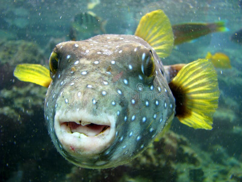 Spotted Puffer Fish stock photo. Image of spots, fins - 20520730