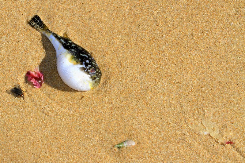 Pufferfish on the beach stock image. Image of africa - 35318455
