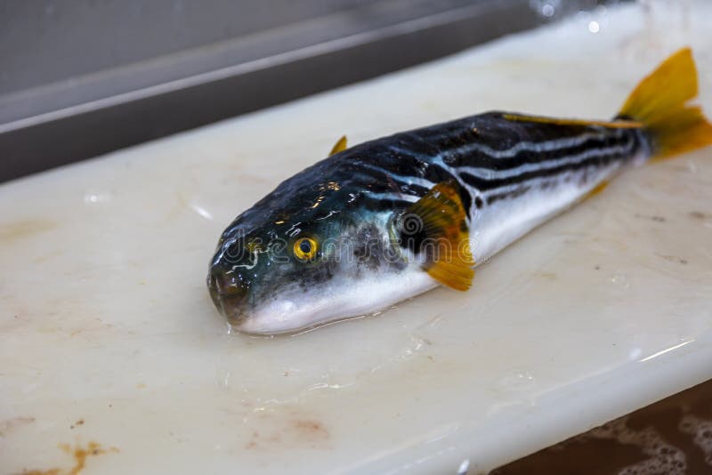 Pufferfish is Cooked by a Japanese Chef with a Special License Stock ...