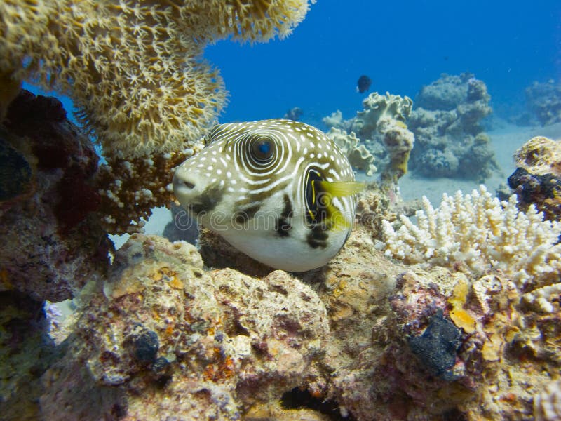 Pufferfish en el Mar Rojo imagen de archivo. Imagen de nadada - 15832695