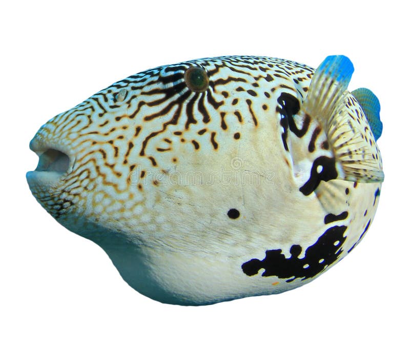 2,274 Pufferfish Photos - Free & Royalty-Free Stock Photos from Dreamstime