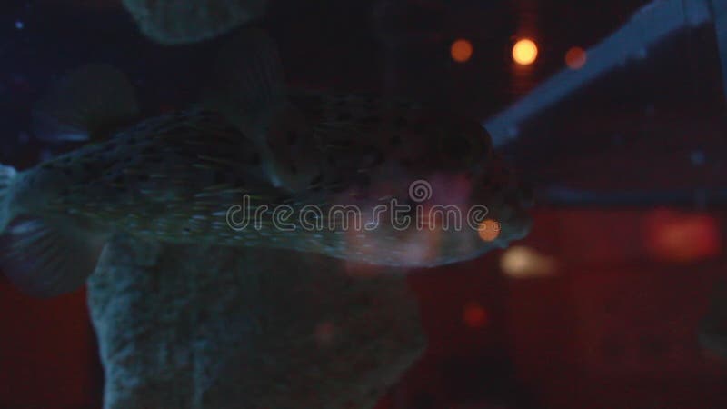 Pufferfish inside the tank stock footage. Video of coral - 257821470