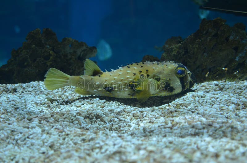Little Pufferfish stock photo. Image of water, coral - 10645780