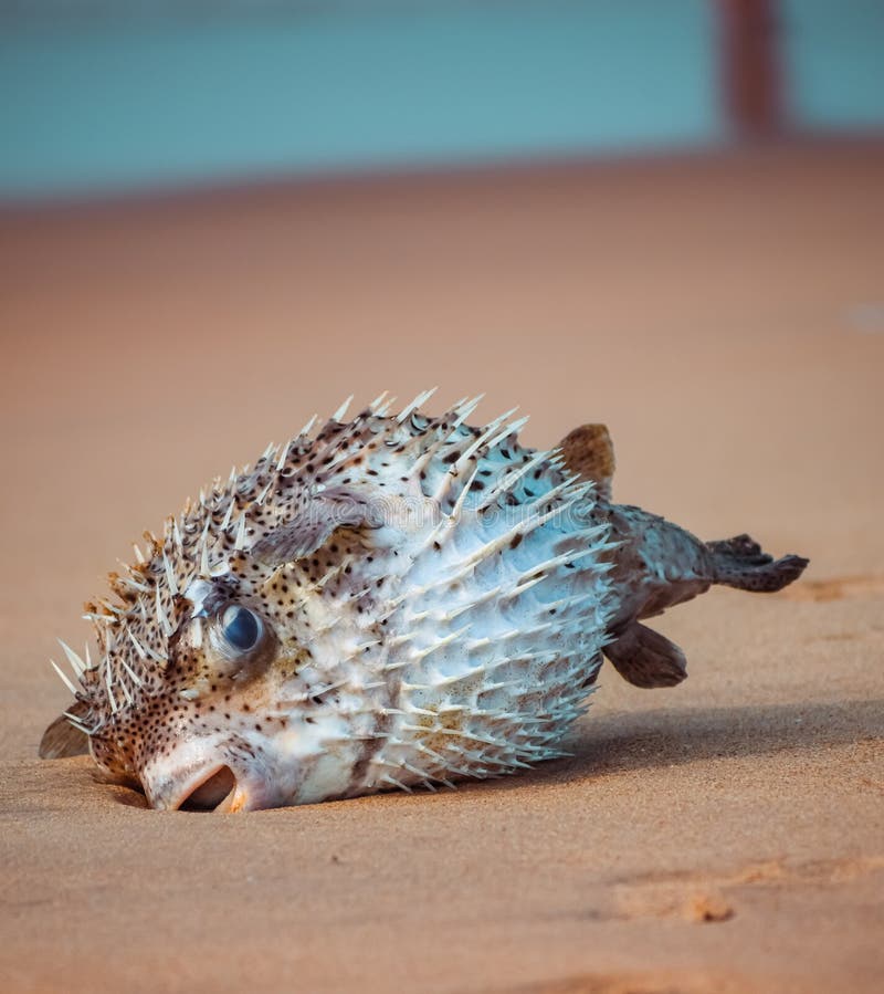 Pufferfish on sand stock photo. Image of fish, monsters - 239437268