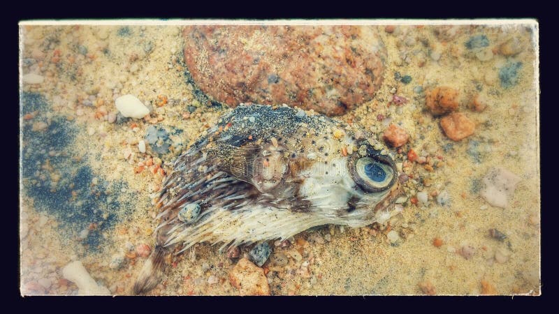 Pufferfish stock photo. Image of mexico, fish, yellow - 84762378