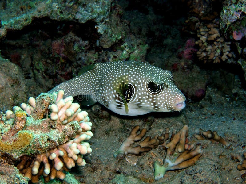 Pufferfish Red Sea Dive stock photo. Image of egypt, arothron - 34569236