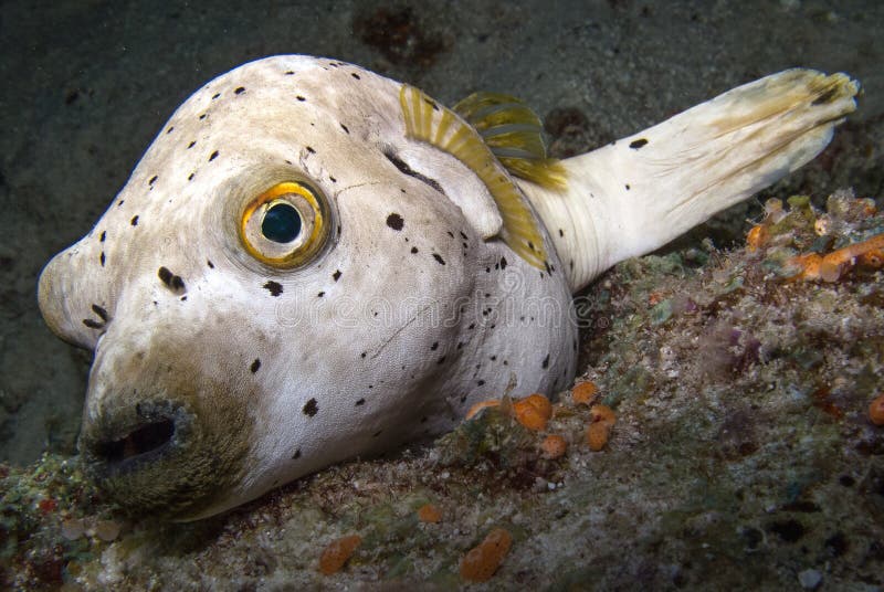 PufferFish stock photo. Image of philippines, wrasse - 80205714