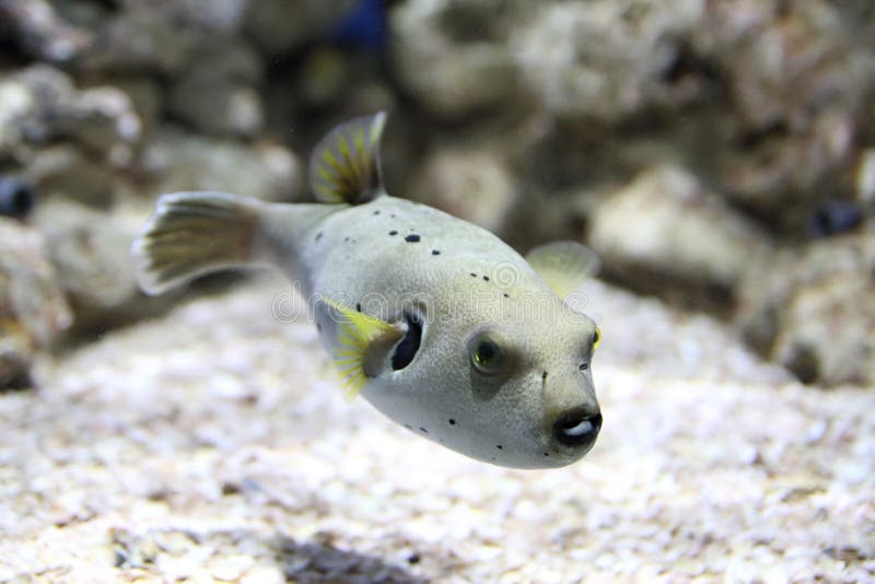 Pufferfish Swimming in an Aquarium Stock Photo - Image of wildlife ...