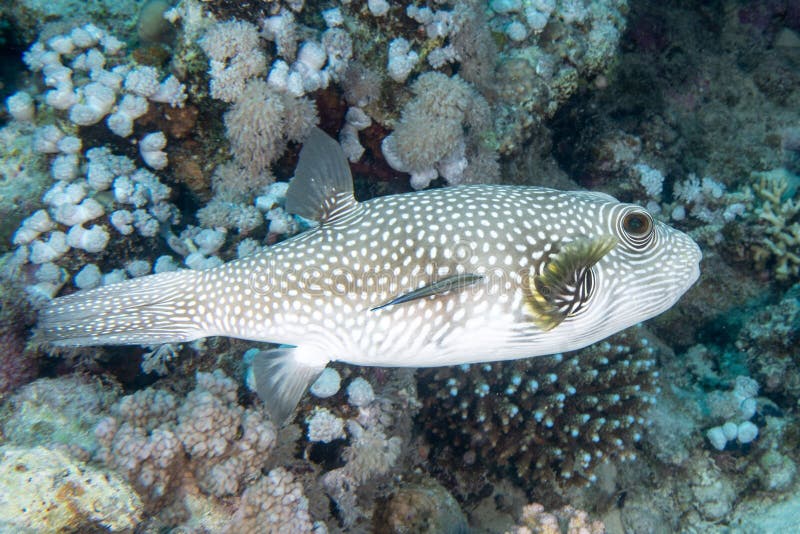 Pufferfish Swimming Around a Sharp Textured Coral Reef Under the Sea ...