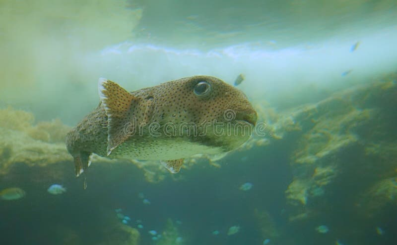 A Pufferfish Swimming in Green Water Undersea Stock Photo - Image of ...