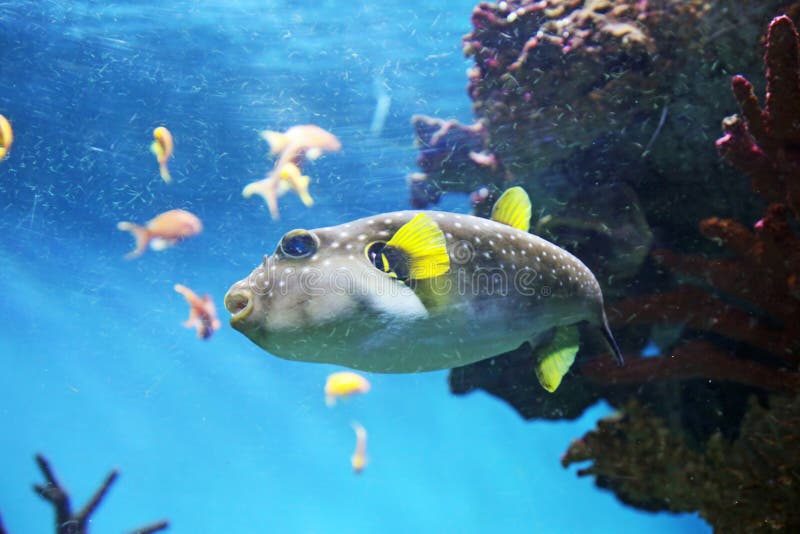 Pufferfish stock photo. Image of bottom, aquarium, colorful - 30721188