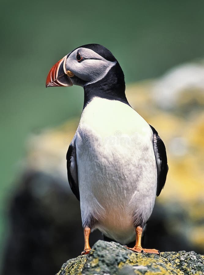 Atlantic Puffin with Webbed Feet Stock Photo - Image of feathers, cute ...
