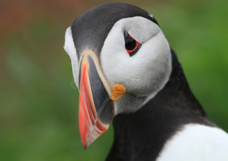 Puffin stock image. Image of head, breeding, seabird - 11224671