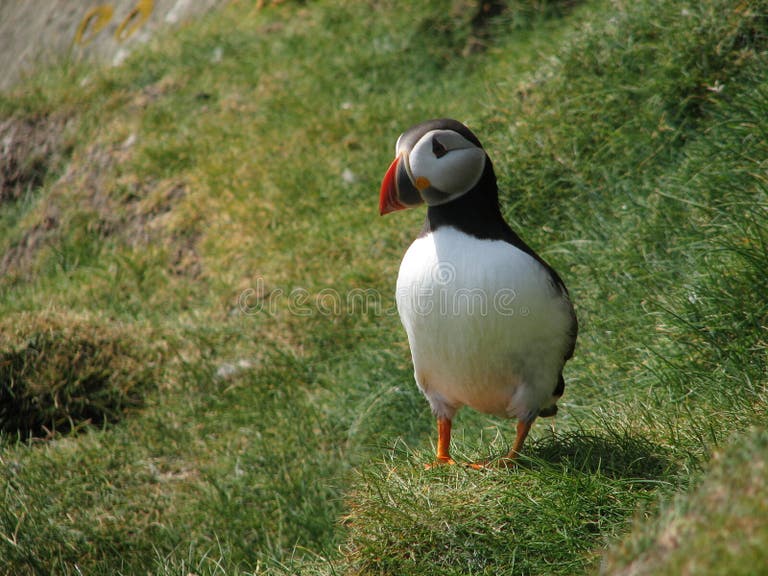 1,224 Funny Puffin Stock Photos - Free & Royalty-Free Stock Photos from ...