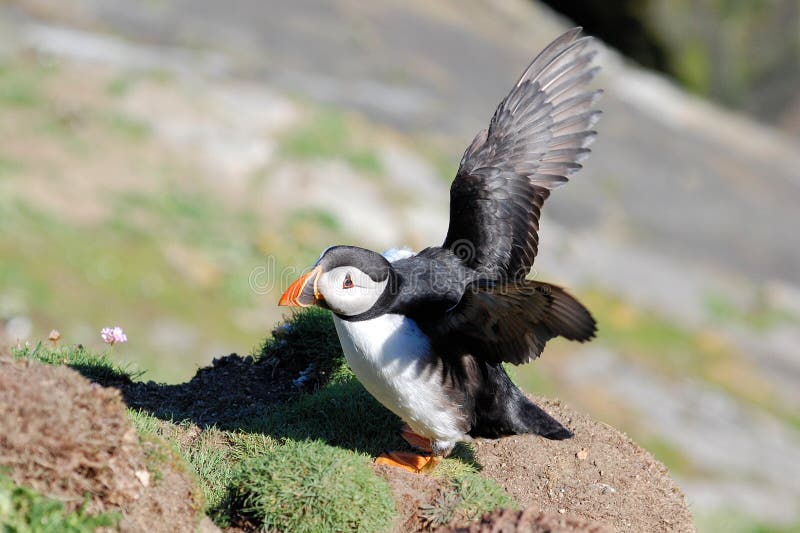 Puffin stock image. Image of shetland, lerwick, north - 16674957