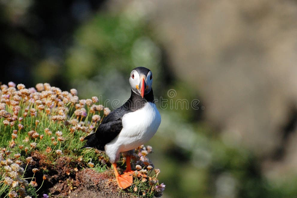 Puffin stock photo. Image of lerwick, north, parrot, cliff - 16674976