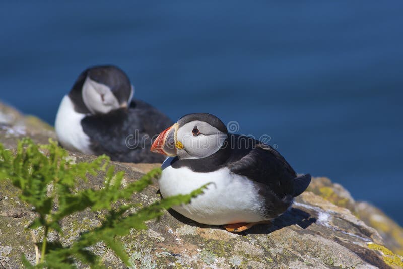 Puffin stock photo. Image of colour, wildlife, beak, bird - 18012934