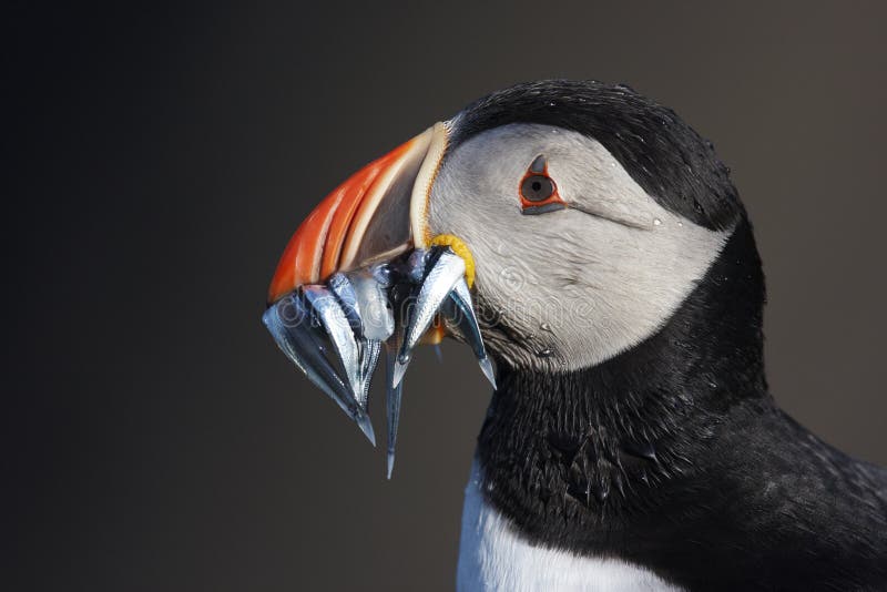 Puffin stock photo. Image of close, skomer, head, puffin - 20406038