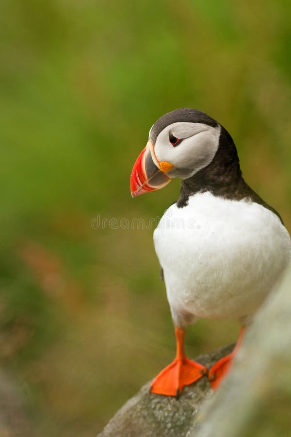 Atlantic Puffin with Webbed Feet Stock Photo - Image of feathers, cute ...