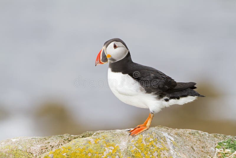 Puffin Digging a Burrow on Skomer Island in Pembrokeshire, Wales Stock ...