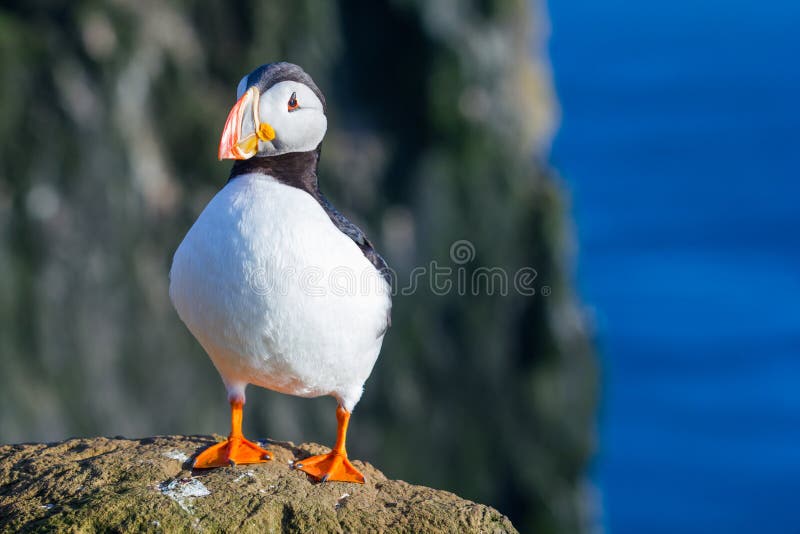 Atlantic Puffin with Webbed Feet Stock Photo - Image of feathers, cute ...