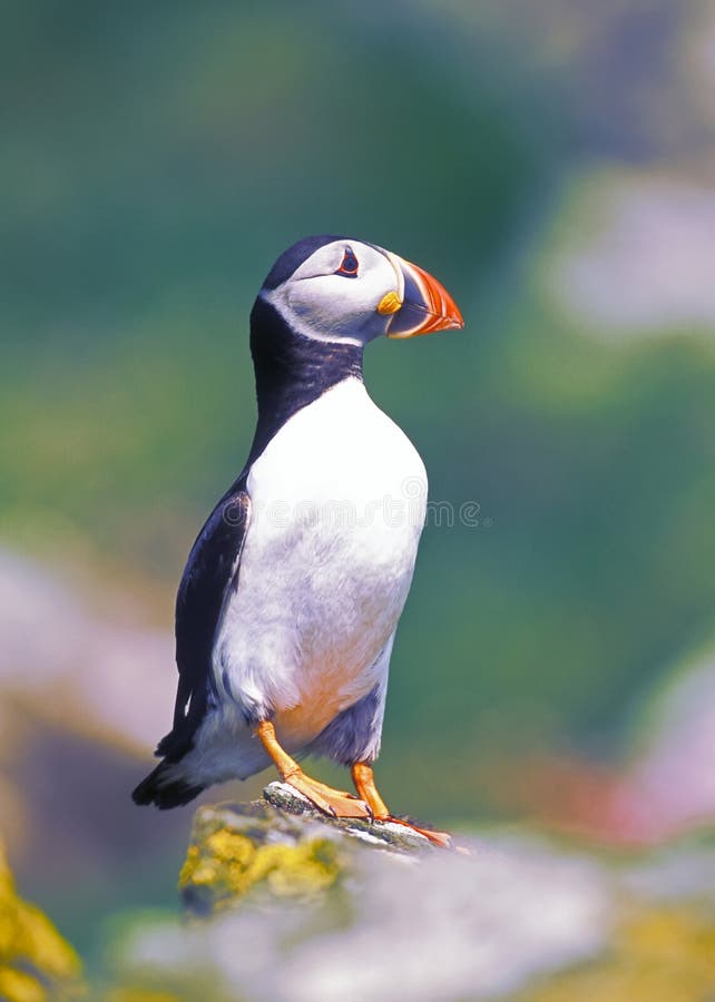 Puffin foto de stock. Imagem de birdwatching, wildlife - 50230056