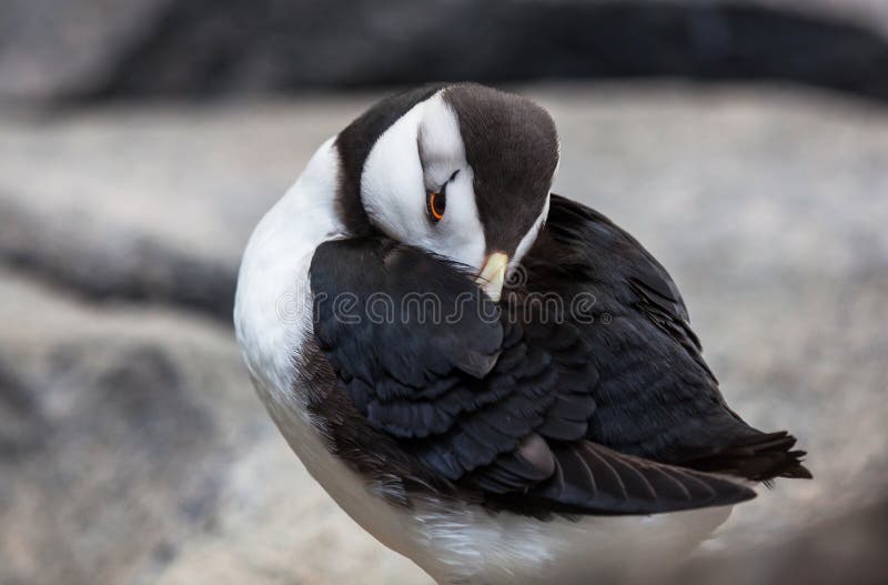 Puffin stock image. Image of northern, heritage, pretty - 54187931