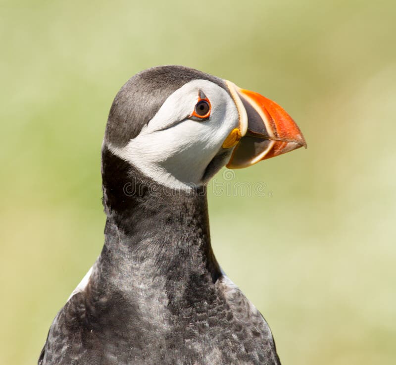 Puffin foto de archivo. Imagen de adulto, recorte, color - 95727218