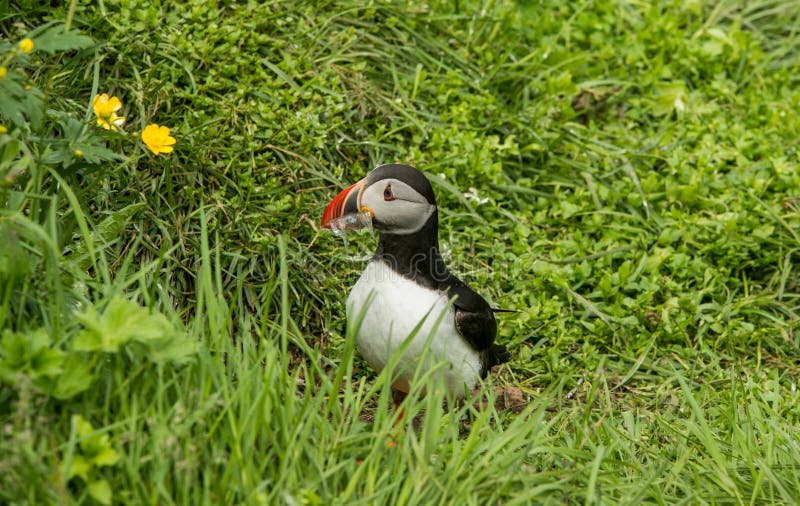 Puffin Bird Feeding on Fish Stock Image - Image of feeding, ocean: 58707429
