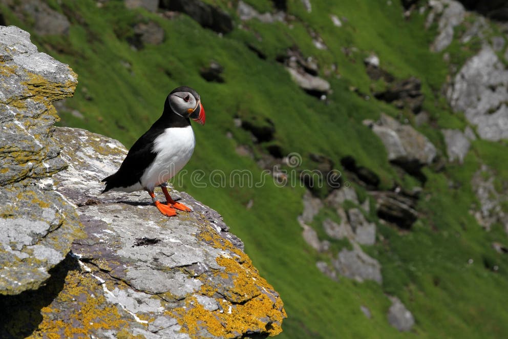 Puffin Bird on Skellig Michael, Ireland Stock Photo - Image of munster ...
