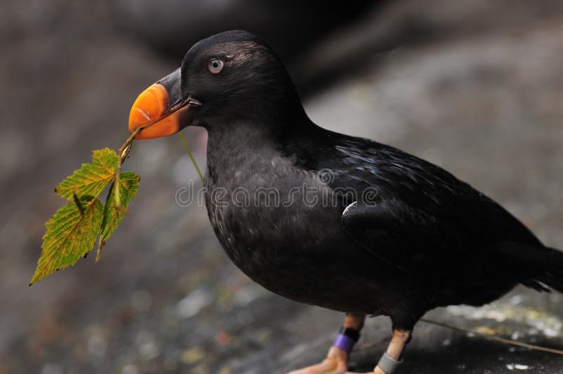 Puffin chick stock image. Image of feet, beak, feathers - 12169653