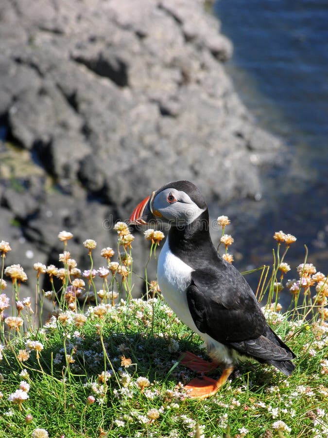 Puffin on cliff stock image. Image of seaside, stood, standing - 915621