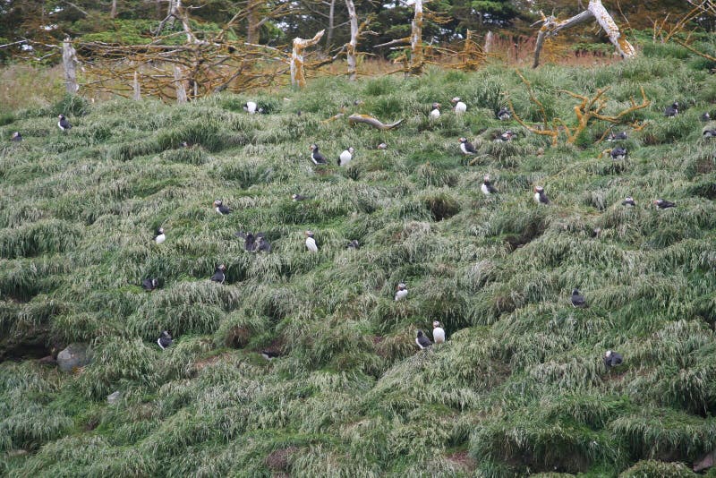 Puffin stock image. Image of turr, birds, puffin, nest - 65640395