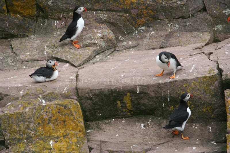 Puffin stock photo. Image of grass, bird, black, flock - 65640452