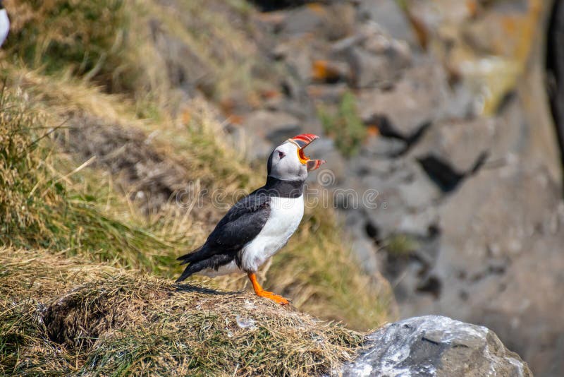 A Puffin on a Cliff in Iceland Calling Out Stock Photo - Image of tree ...