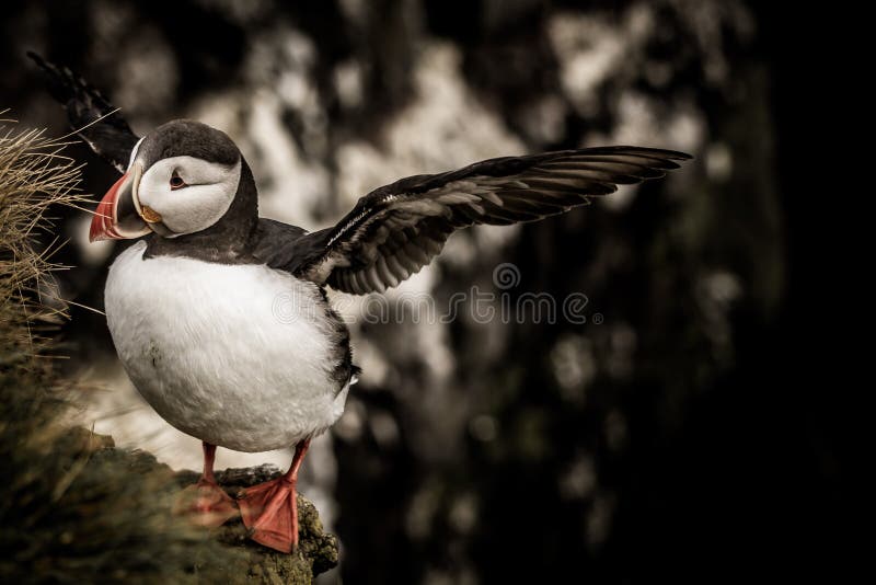 Puffin on cliff in iceland stock photo. Image of nature - 151786704