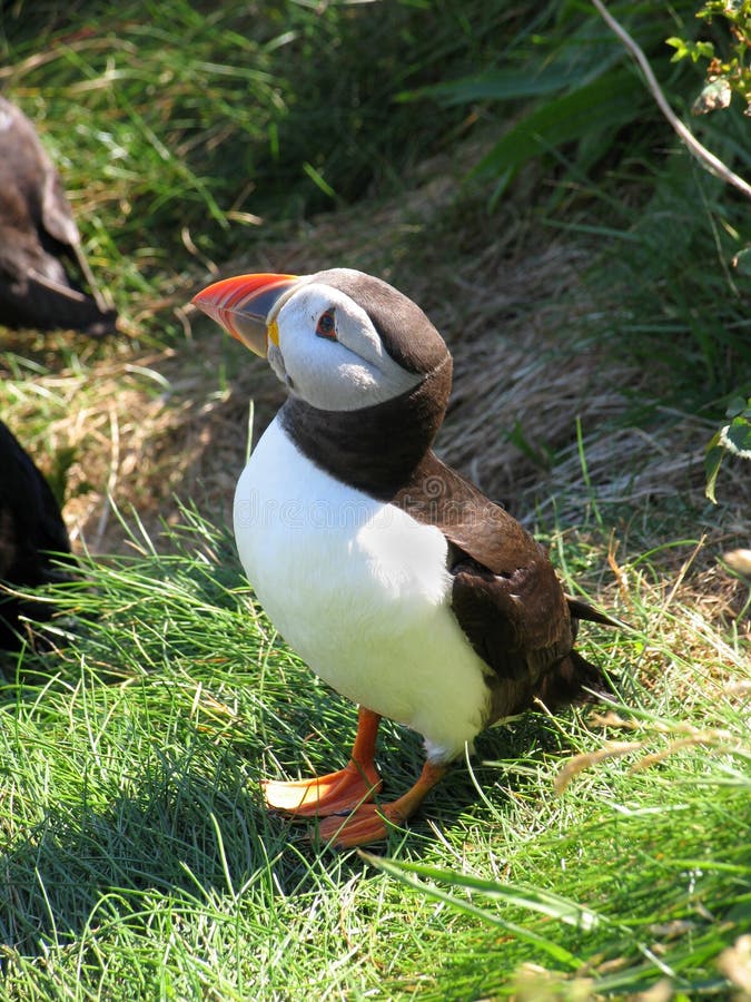 Puffin closeup stock image. Image of bird, shetland, hebridean - 915597