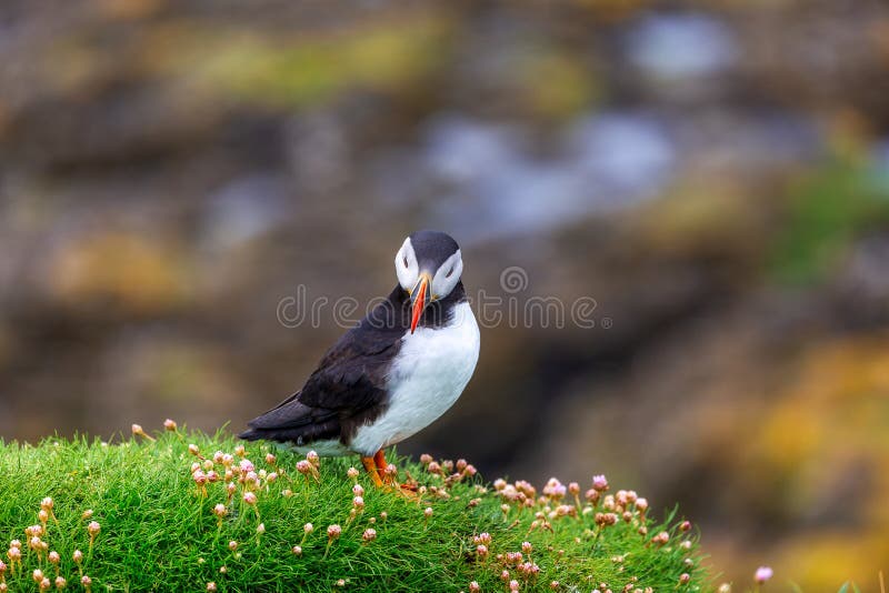 Puffins on Lunga Island stock image. Image of bird, britian - 123401129