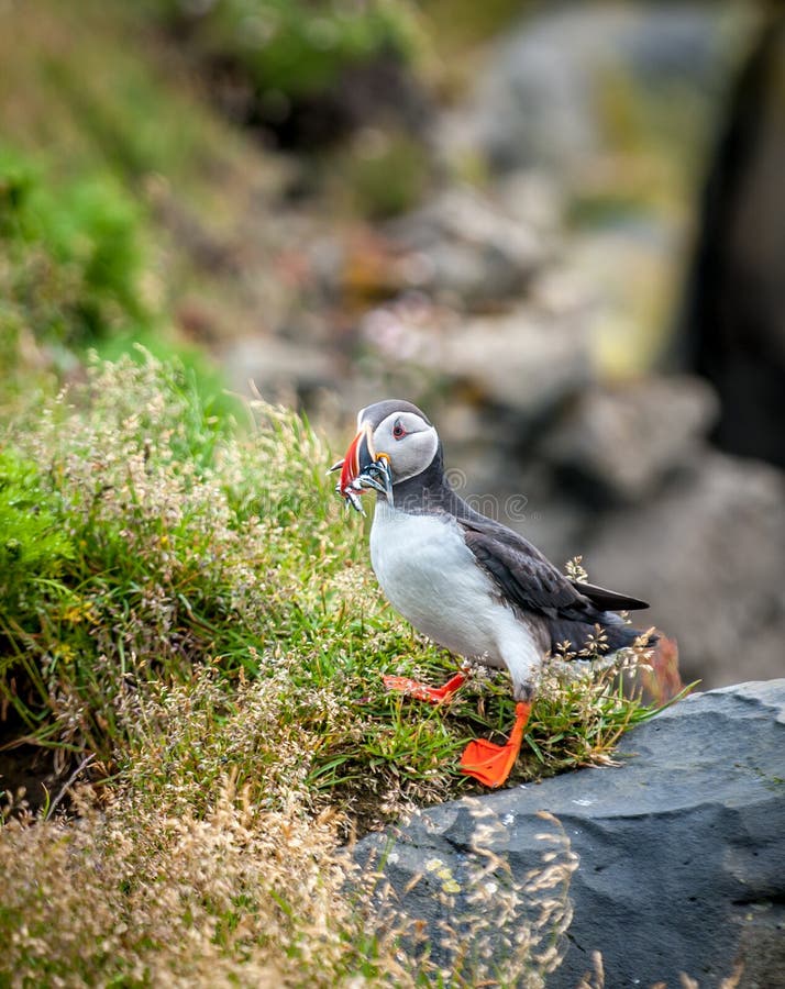 Puffin stock photo. Image of north, color, icelandic - 32934590