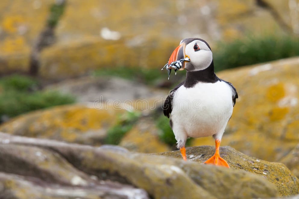 Puffin Eating Fish stock image. Image of islands, northumberland - 25215969