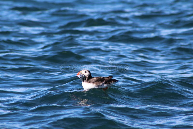 Puffin eating fish stock image. Image of seabird, puffin - 57501333