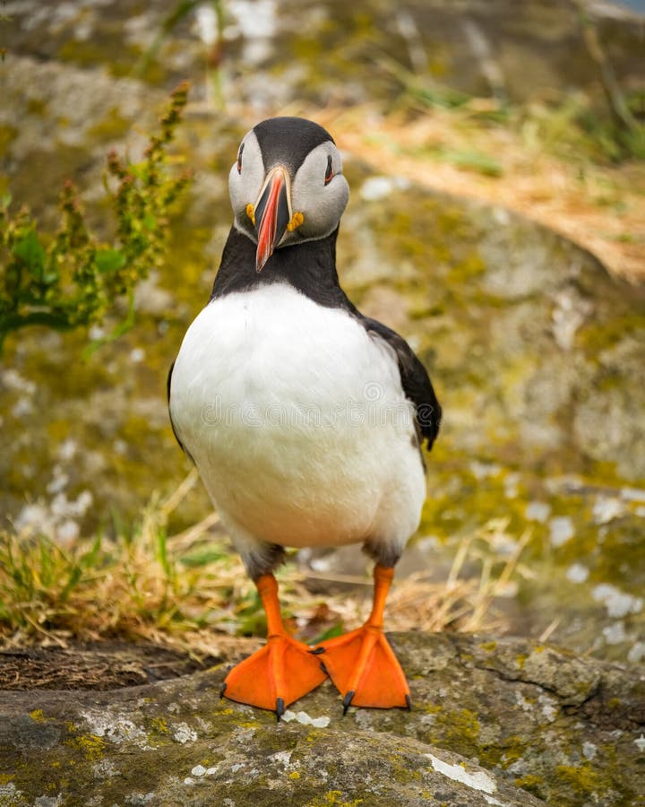 Puffin facing the camera stock image. Image of lunga - 320768849