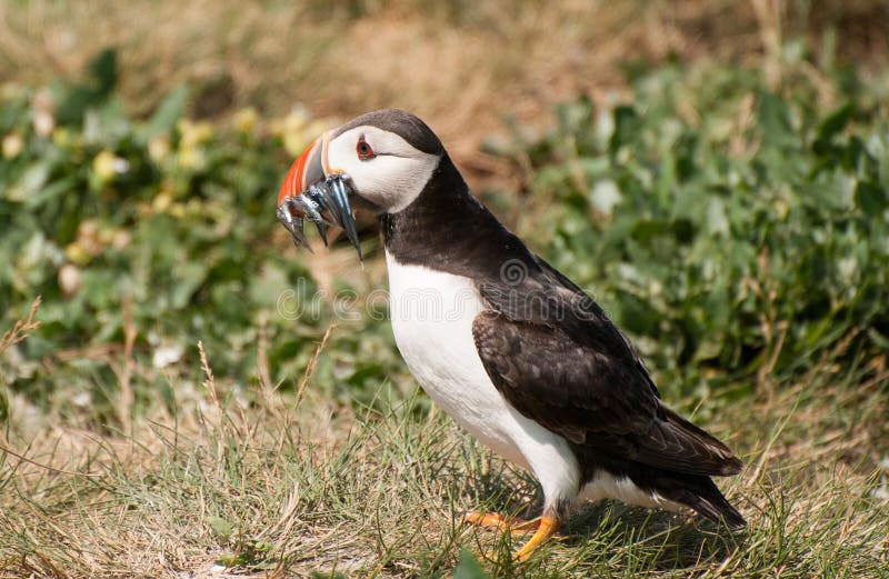Puffin Feeding Sand Eels Fish Stock Image - Image of seabird, bill: 178305